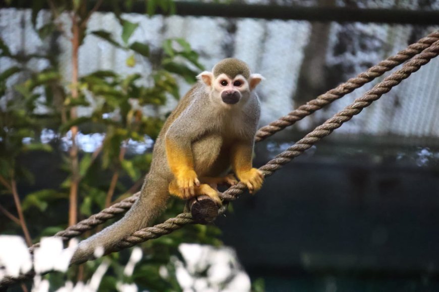 Nandankanan Zoo unveils India's first exotic primate enclosure complex ...